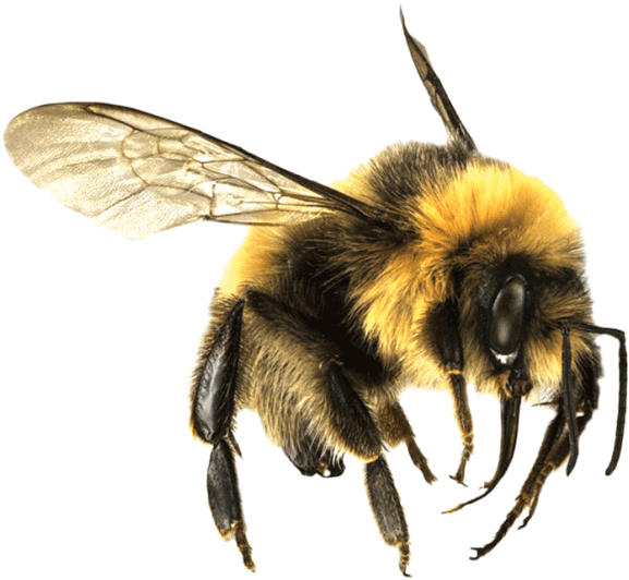 Simon’s Swarm — Keep Talking and Nobody Explodes Module