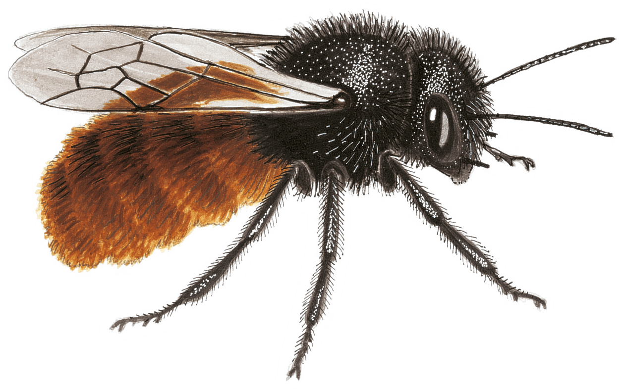 Simon’s Swarm — Keep Talking and Nobody Explodes Module